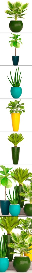Plants Cycas Ficus Model - TurboSquid 1171317