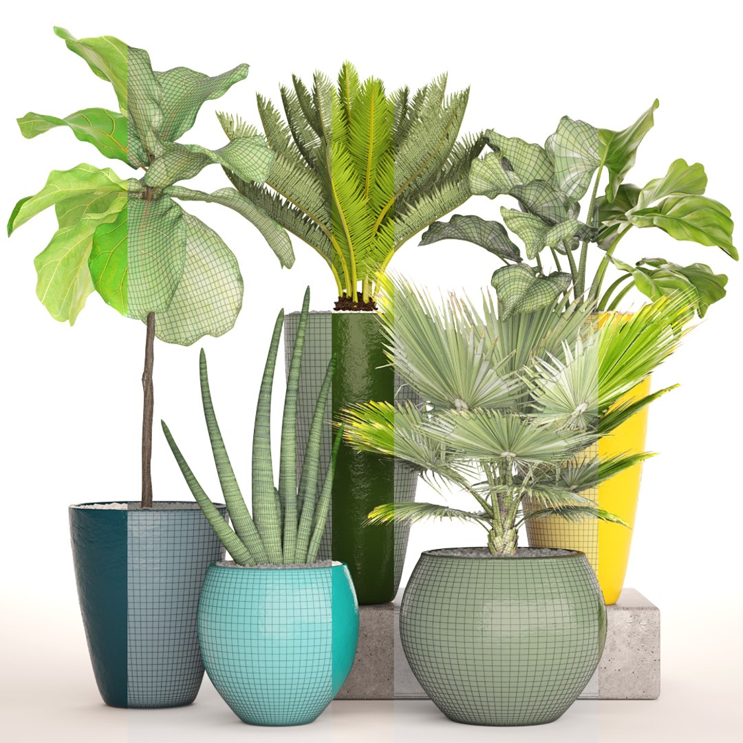 Plants Cycas Ficus Model - TurboSquid 1171317