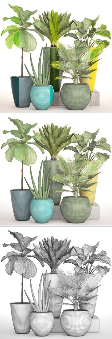 Plants Cycas Ficus Model - TurboSquid 1171317