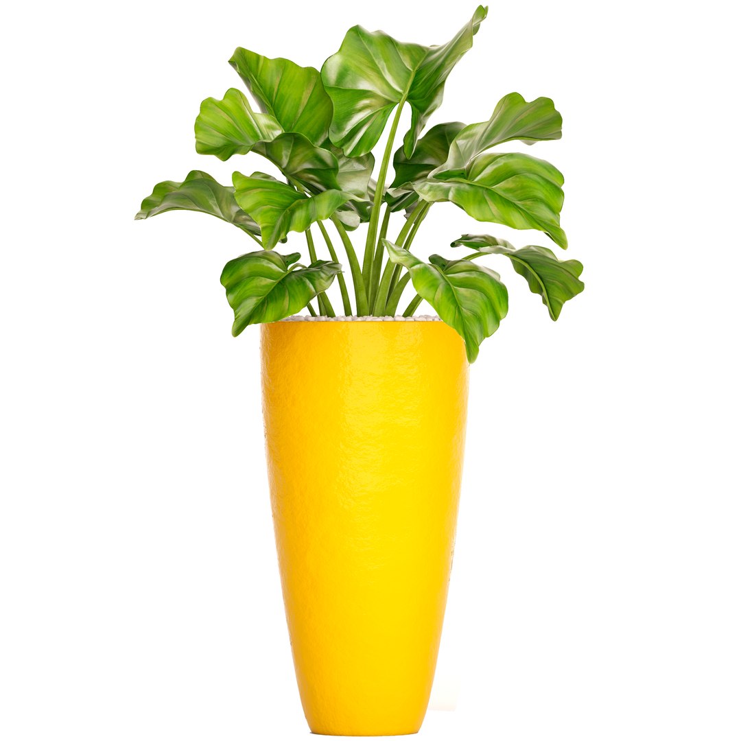 Plants Cycas Ficus Model - TurboSquid 1171317