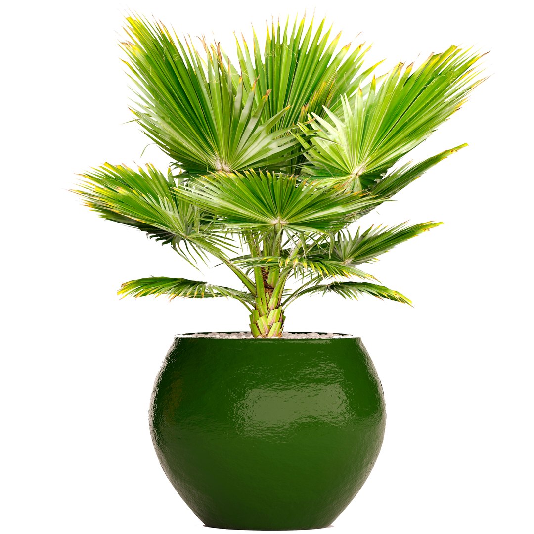 Plants Cycas Ficus Model - TurboSquid 1171317