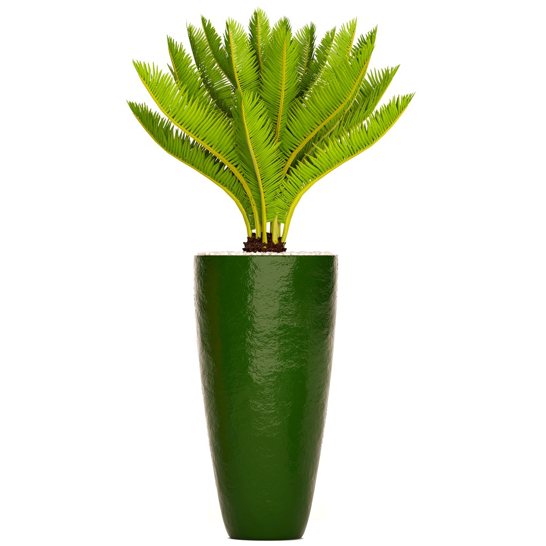 Plants Cycas Ficus Model - TurboSquid 1171317