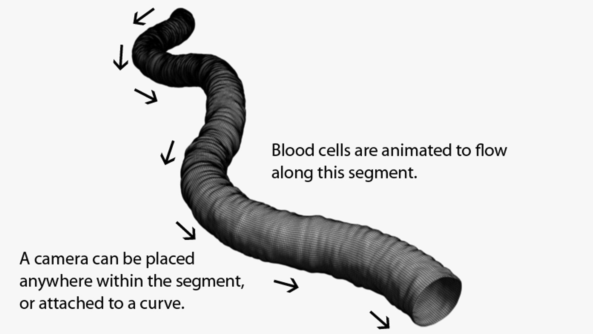 Blood Cells Vessel Segment Ma