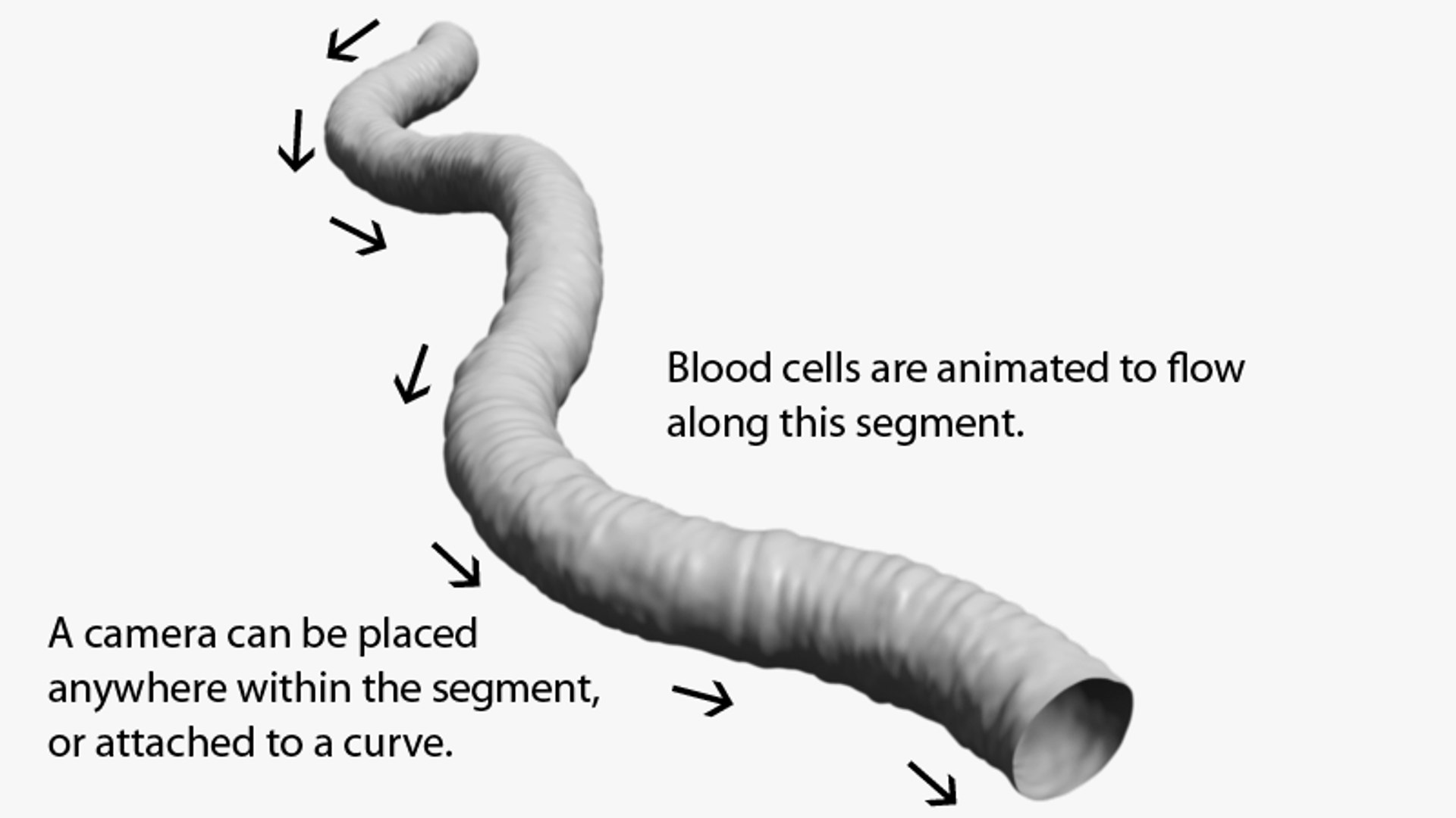 Blood Cells Vessel Segment Ma