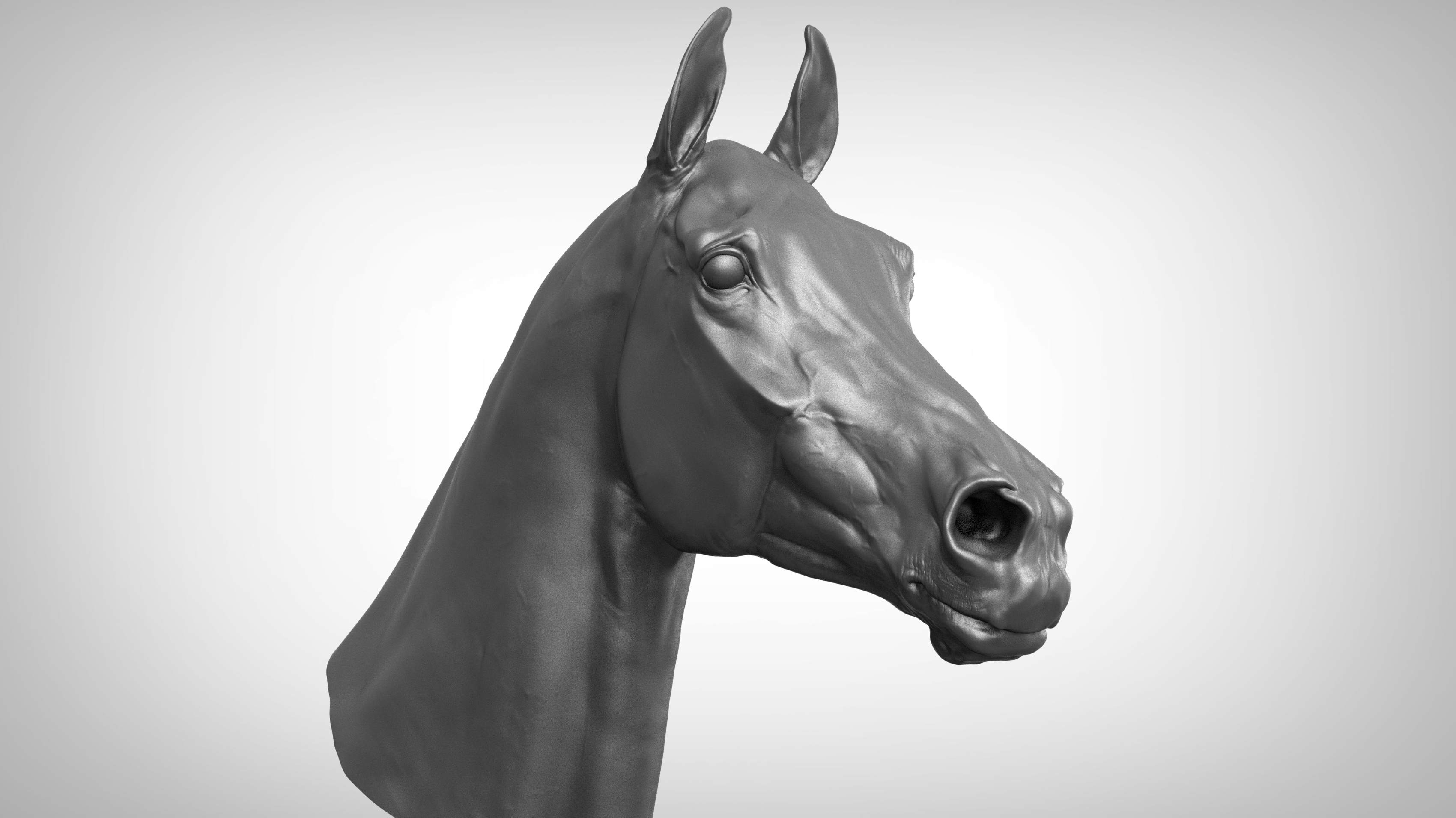 Race horse head v2 3D model - TurboSquid 1375513