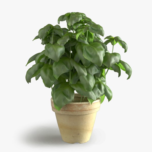 aromatic basil 3d model