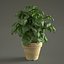aromatic basil 3d model