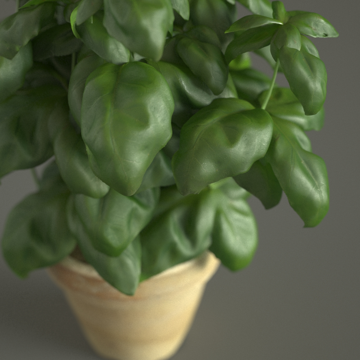 aromatic basil 3d model