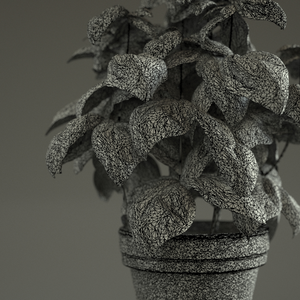 aromatic basil 3d model