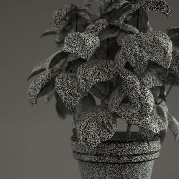 aromatic basil 3d model