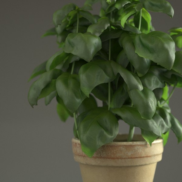 aromatic basil 3d model