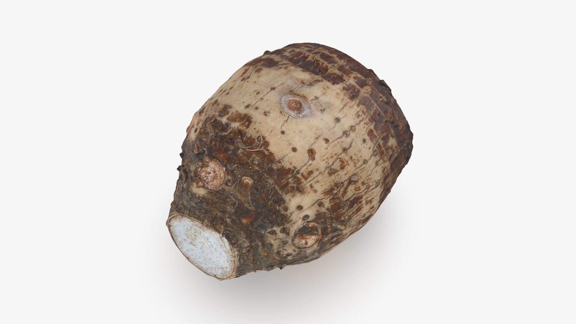 3D Taro Half 01 Model - TurboSquid 2206543