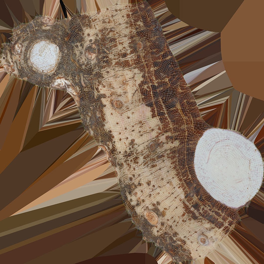 3D Taro Half 01 Model - TurboSquid 2206543