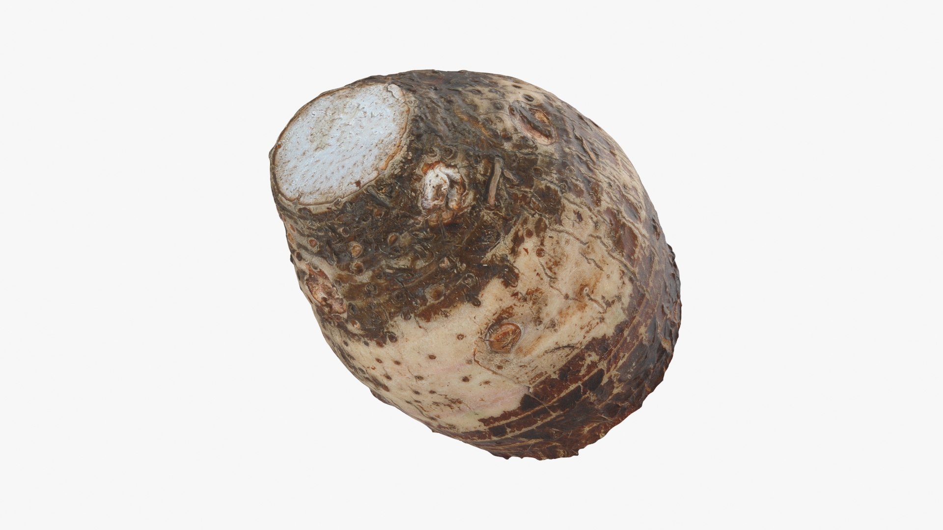 3D Taro Half 01 Model - TurboSquid 2206543