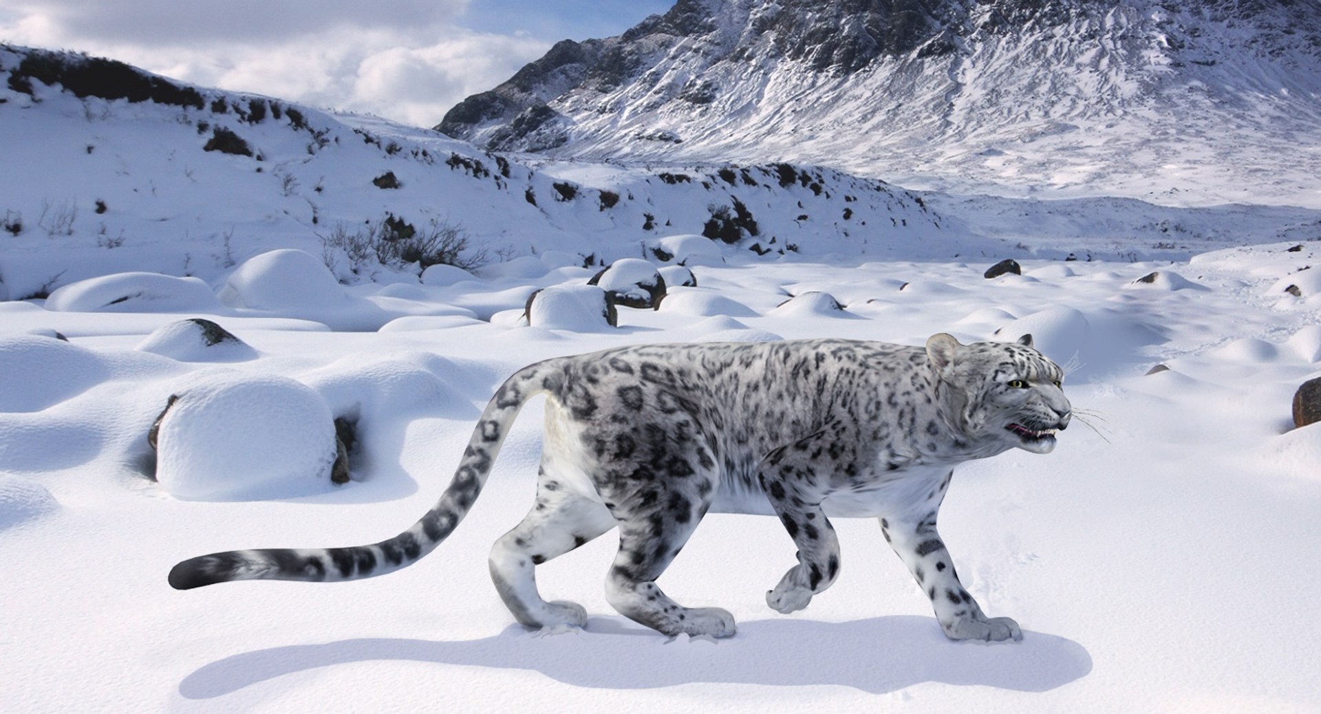 snow leopard 3d model