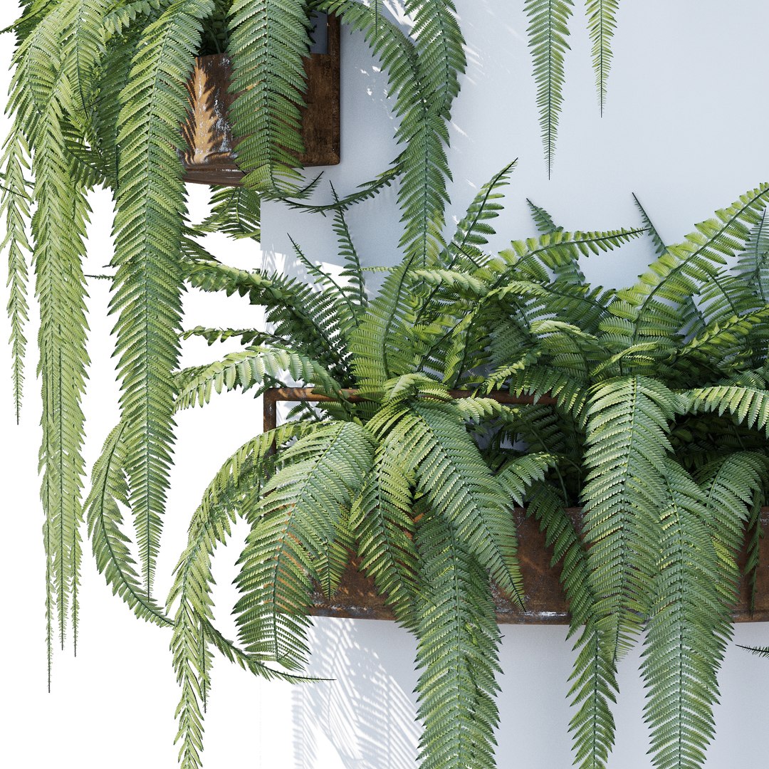 Round Box Fern Model - TurboSquid 1810468