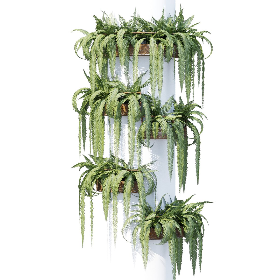 Round Box Fern Model - TurboSquid 1810468