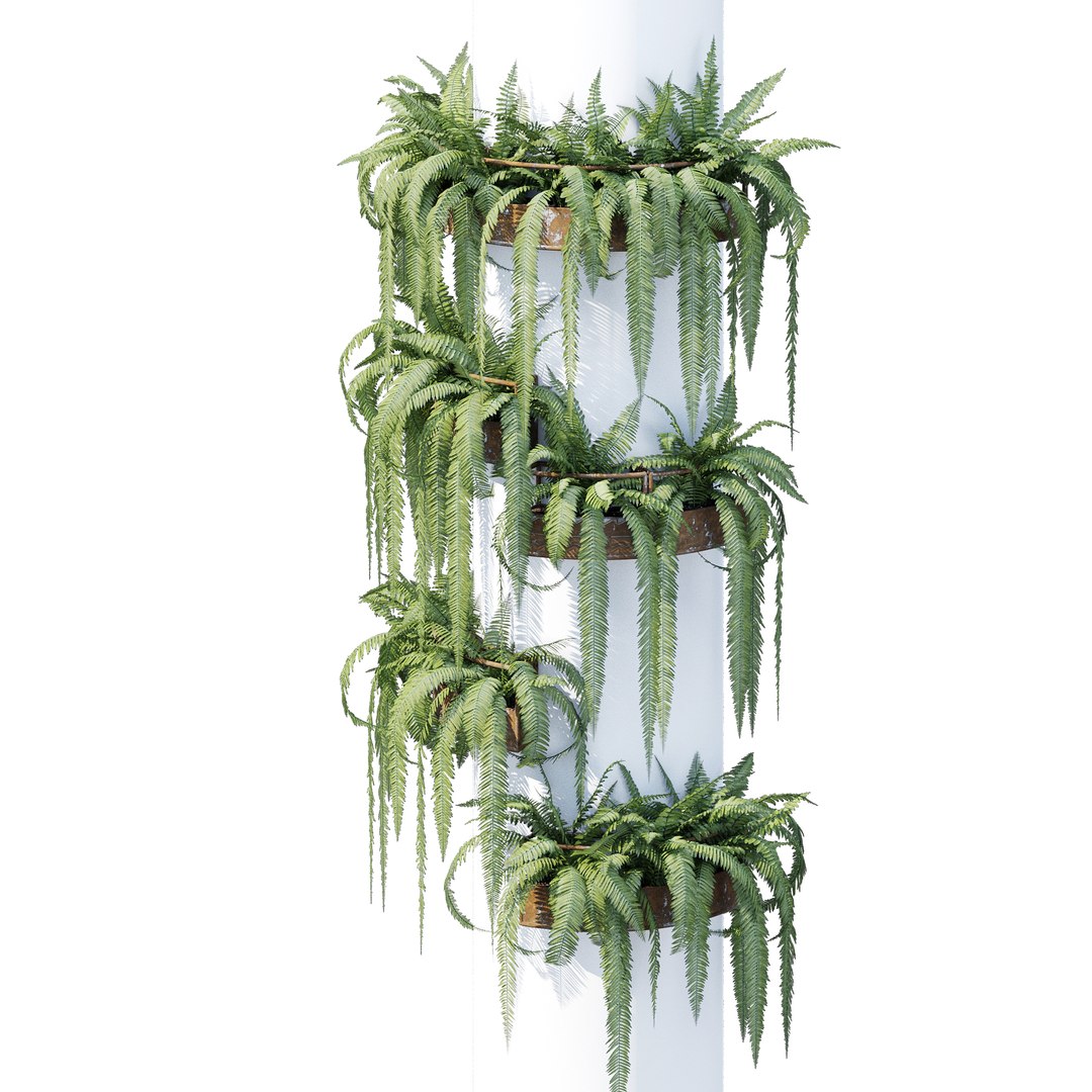 Round Box Fern Model - TurboSquid 1810468