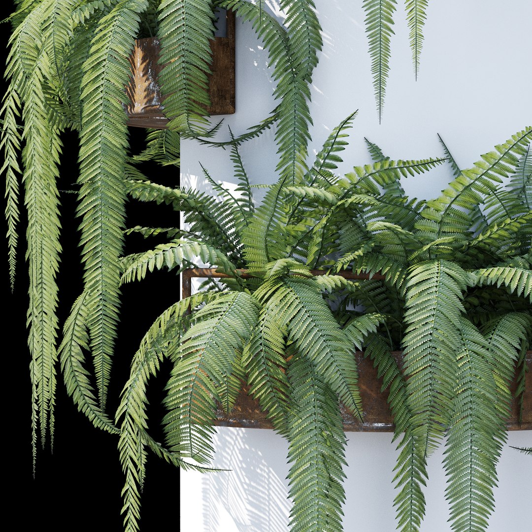 Round Box Fern Model - TurboSquid 1810468