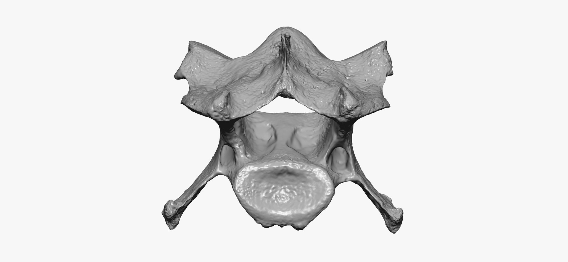 Domestic Cat Cervical Vertebrae C3 RAW Scan 3D - TurboSquid 2143309