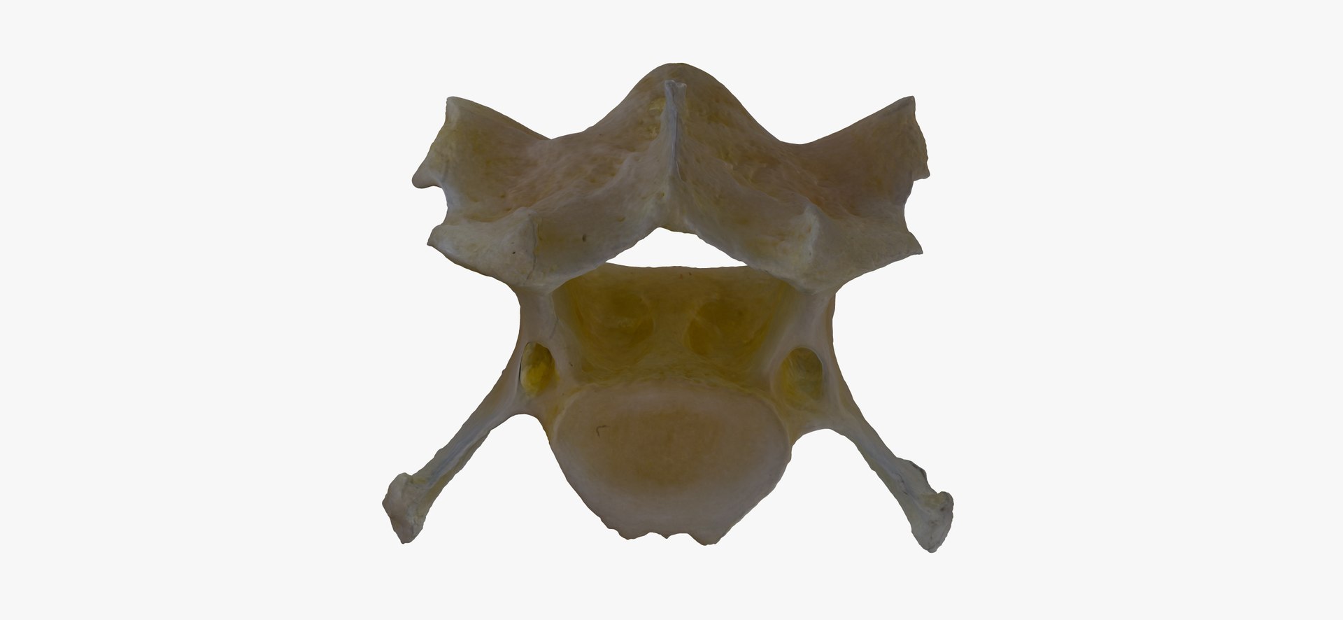 Domestic Cat Cervical Vertebrae C3 RAW Scan 3D - TurboSquid 2143309