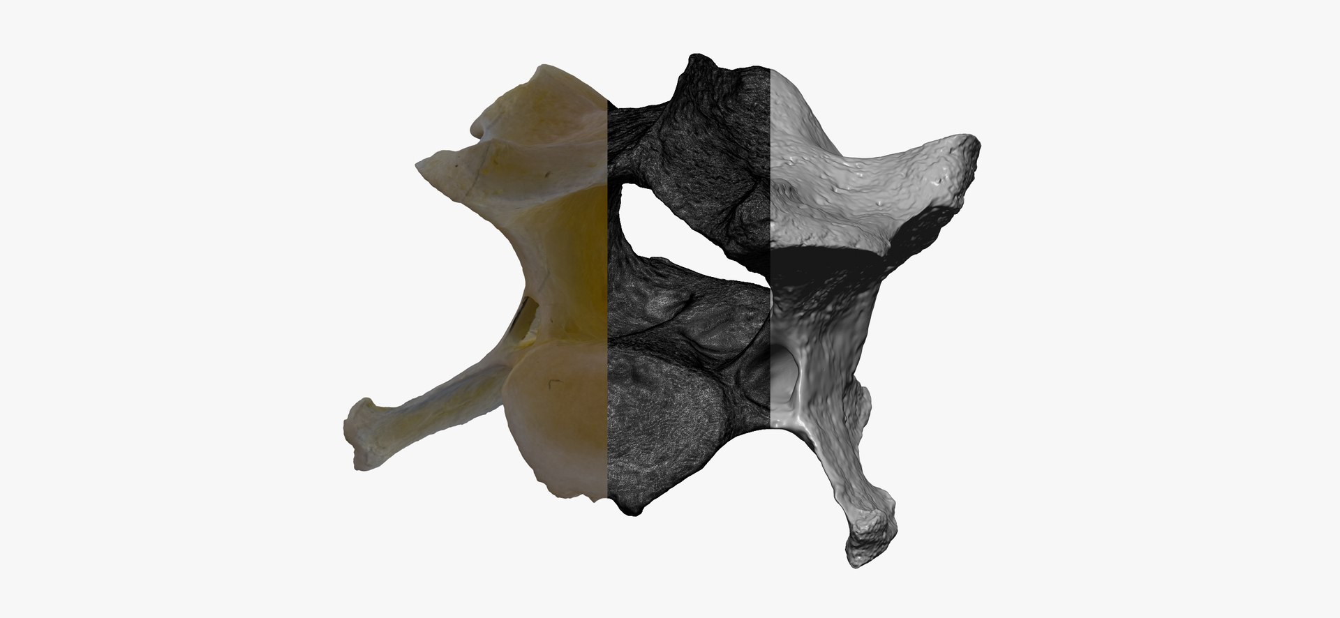 Domestic Cat Cervical Vertebrae C3 RAW Scan 3D - TurboSquid 2143309
