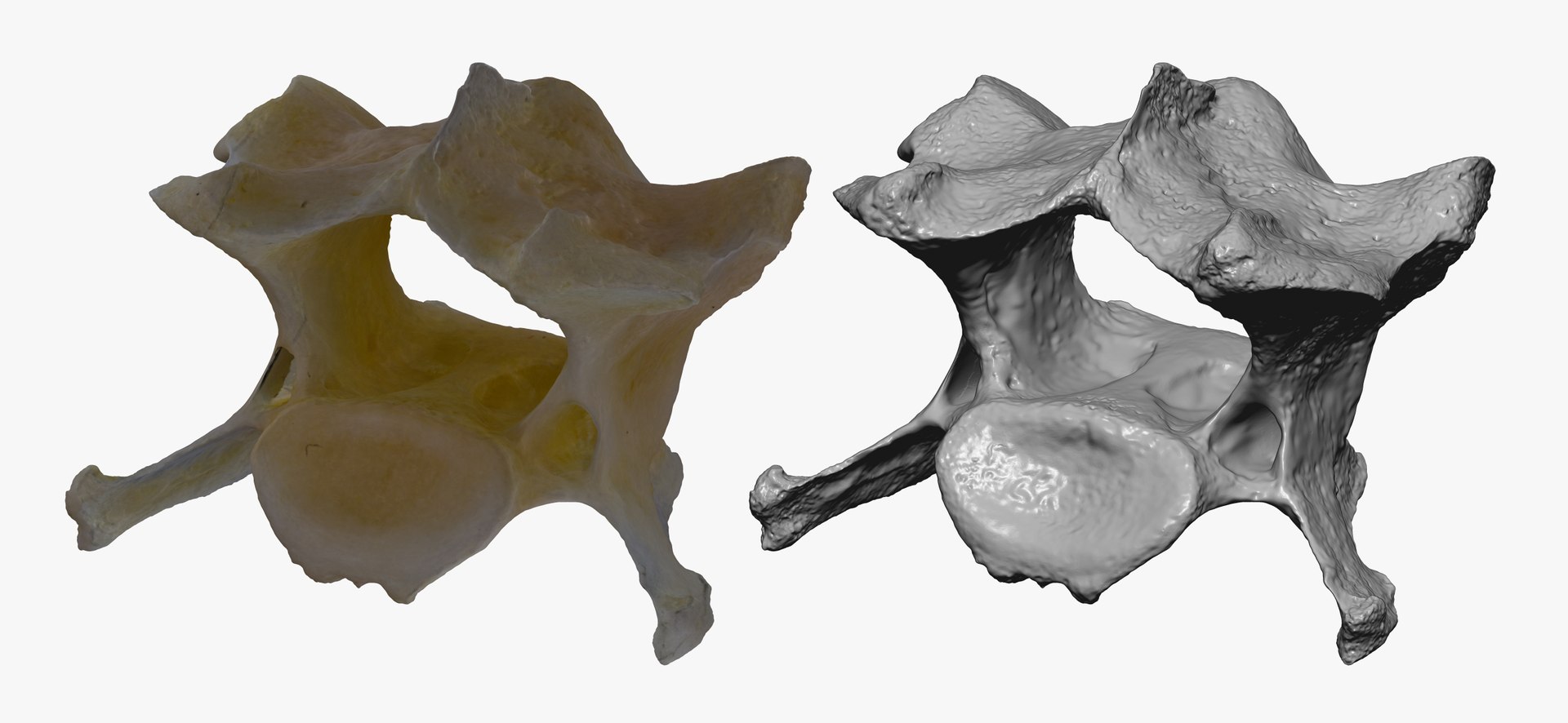 Domestic Cat Cervical Vertebrae C3 RAW Scan 3D - TurboSquid 2143309