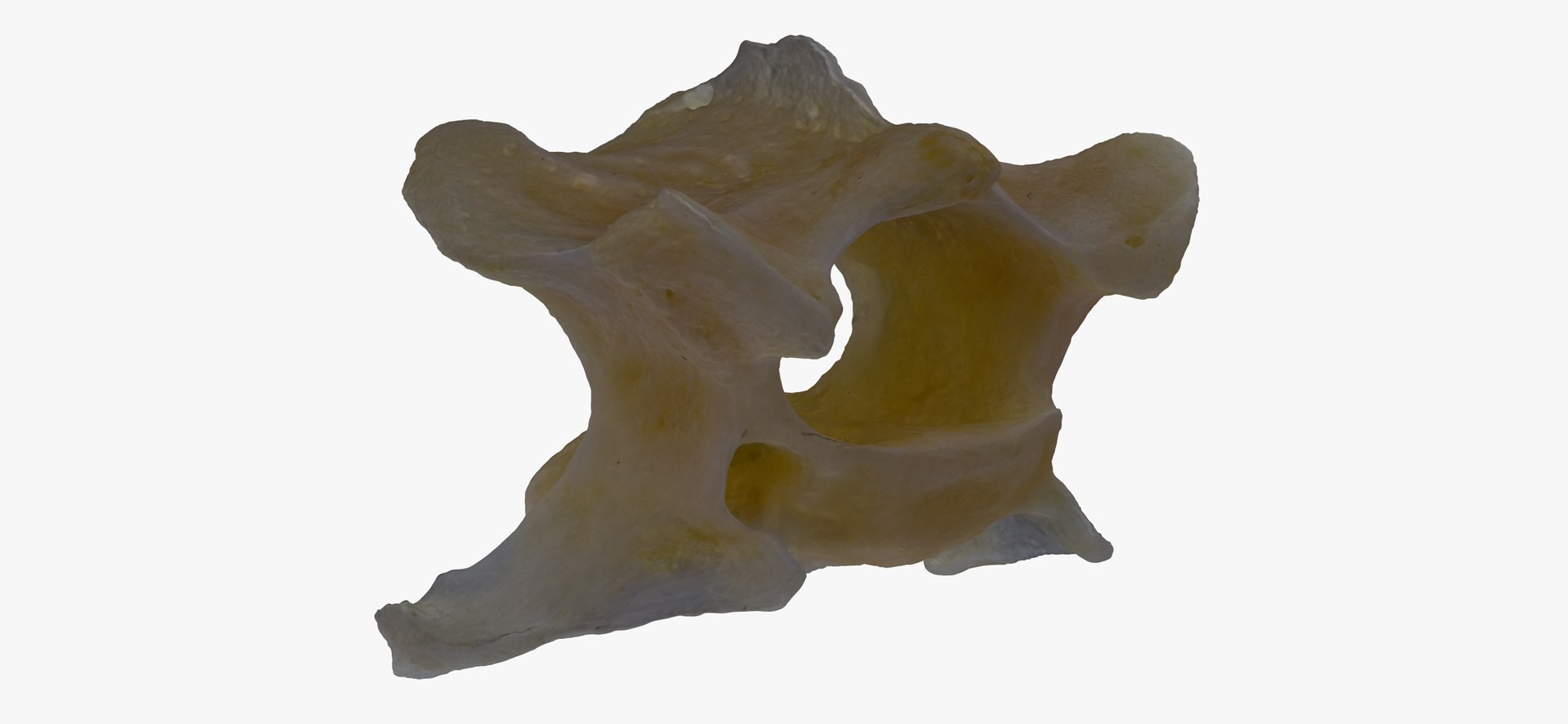 Domestic Cat Cervical Vertebrae C3 RAW Scan 3D - TurboSquid 2143309