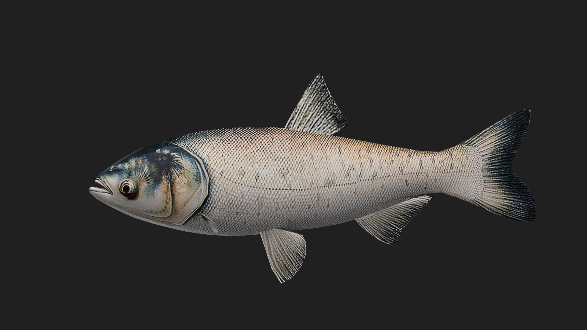 3D Carp Model - TurboSquid 2125088