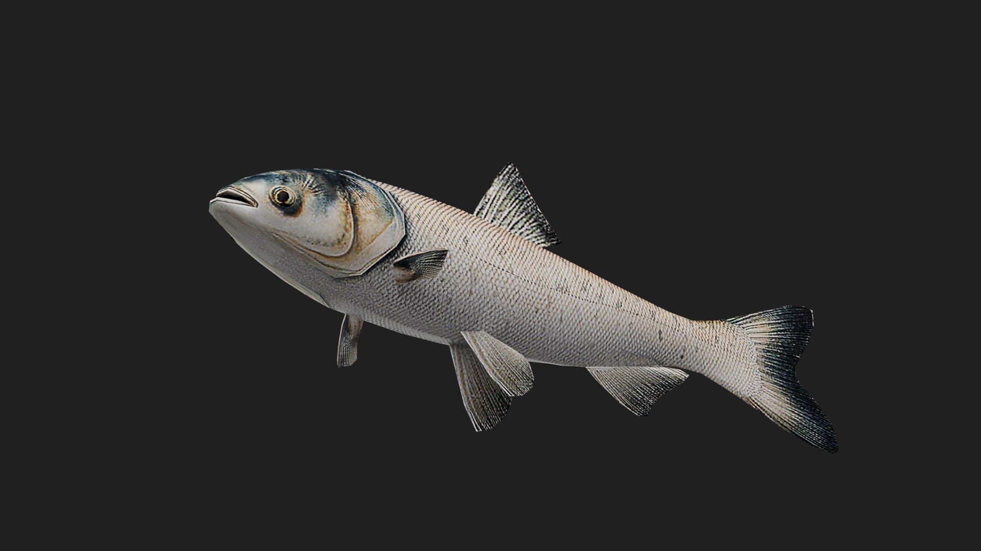 3D Carp Model - TurboSquid 2125088