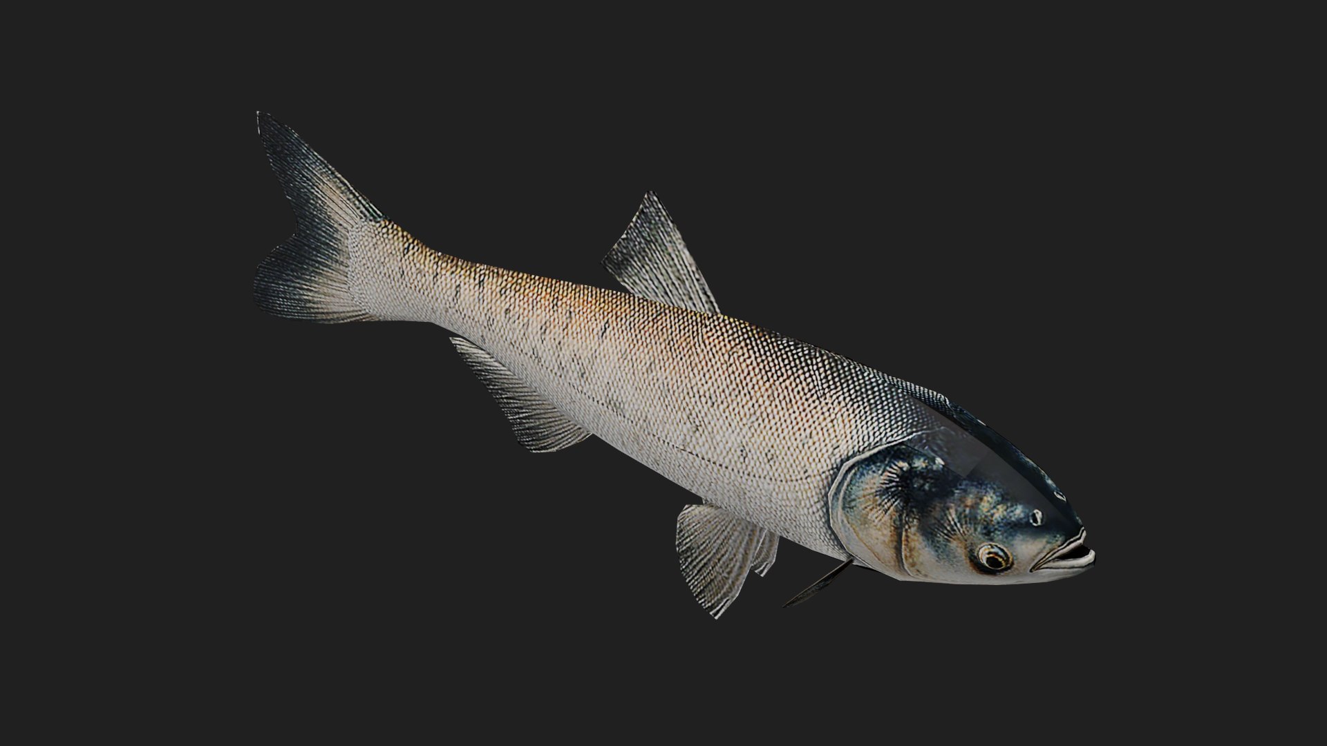 3D Carp Model - TurboSquid 2125088