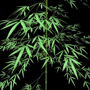 Bamboo AutoCAD drawing Models for Download | TurboSquid