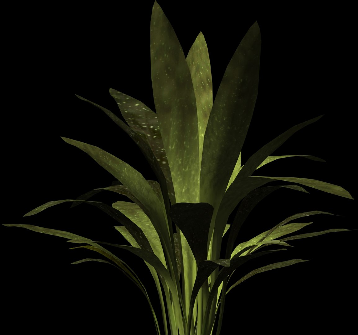 bryce plant petals stem