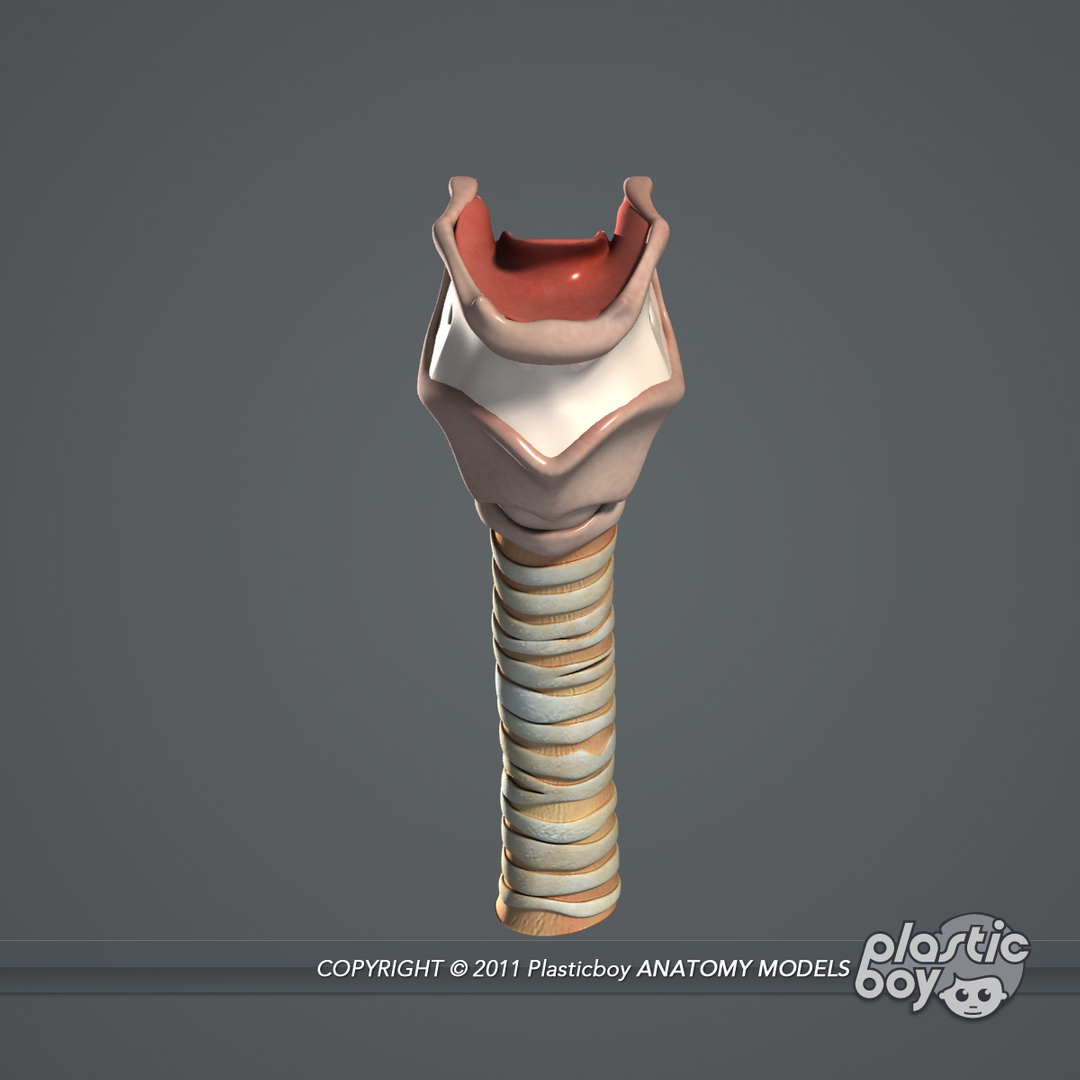 Anatomy Of Larynx Model