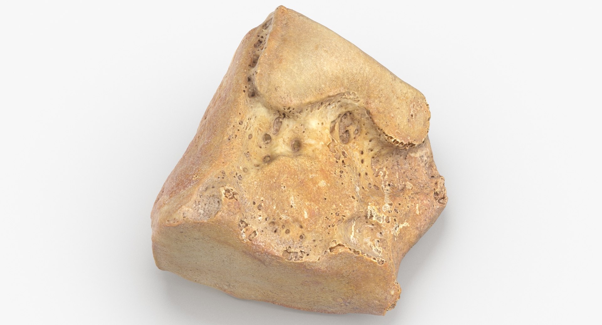 Cuneiform Bone Intermediate 01 3D Model - TurboSquid 1505117