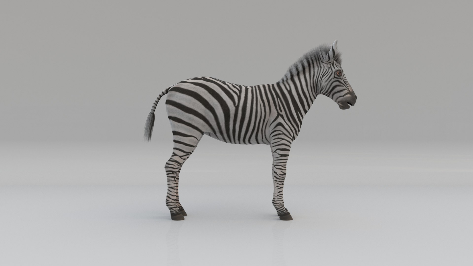 3D Zebra FUR ANIMATED Model - TurboSquid 1961979