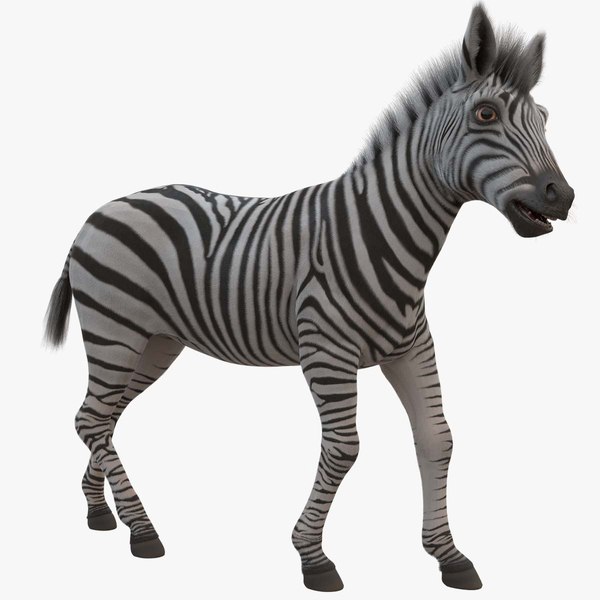 modelo 3d Zebra FUR ANIMATED - TurboSquid 1961979