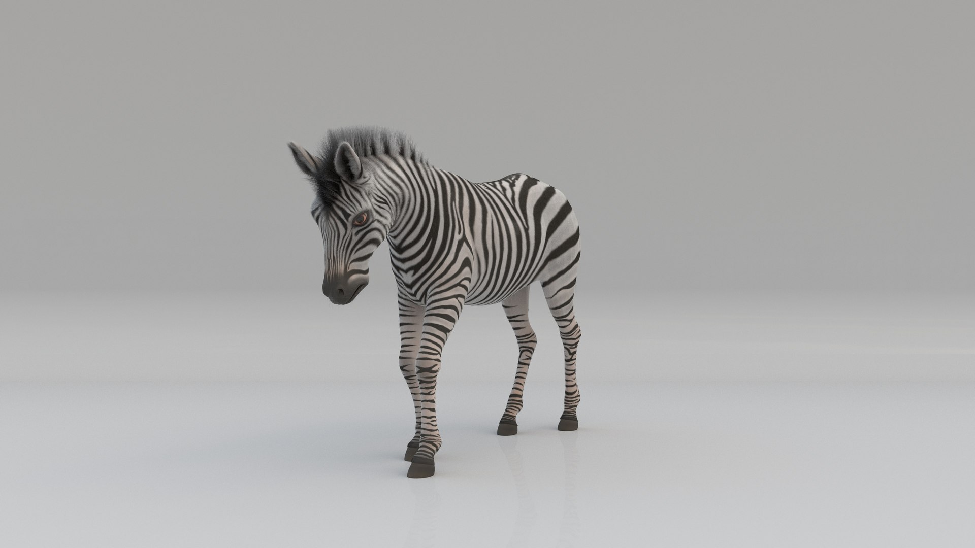 3D Zebra FUR ANIMATED Model - TurboSquid 1961979