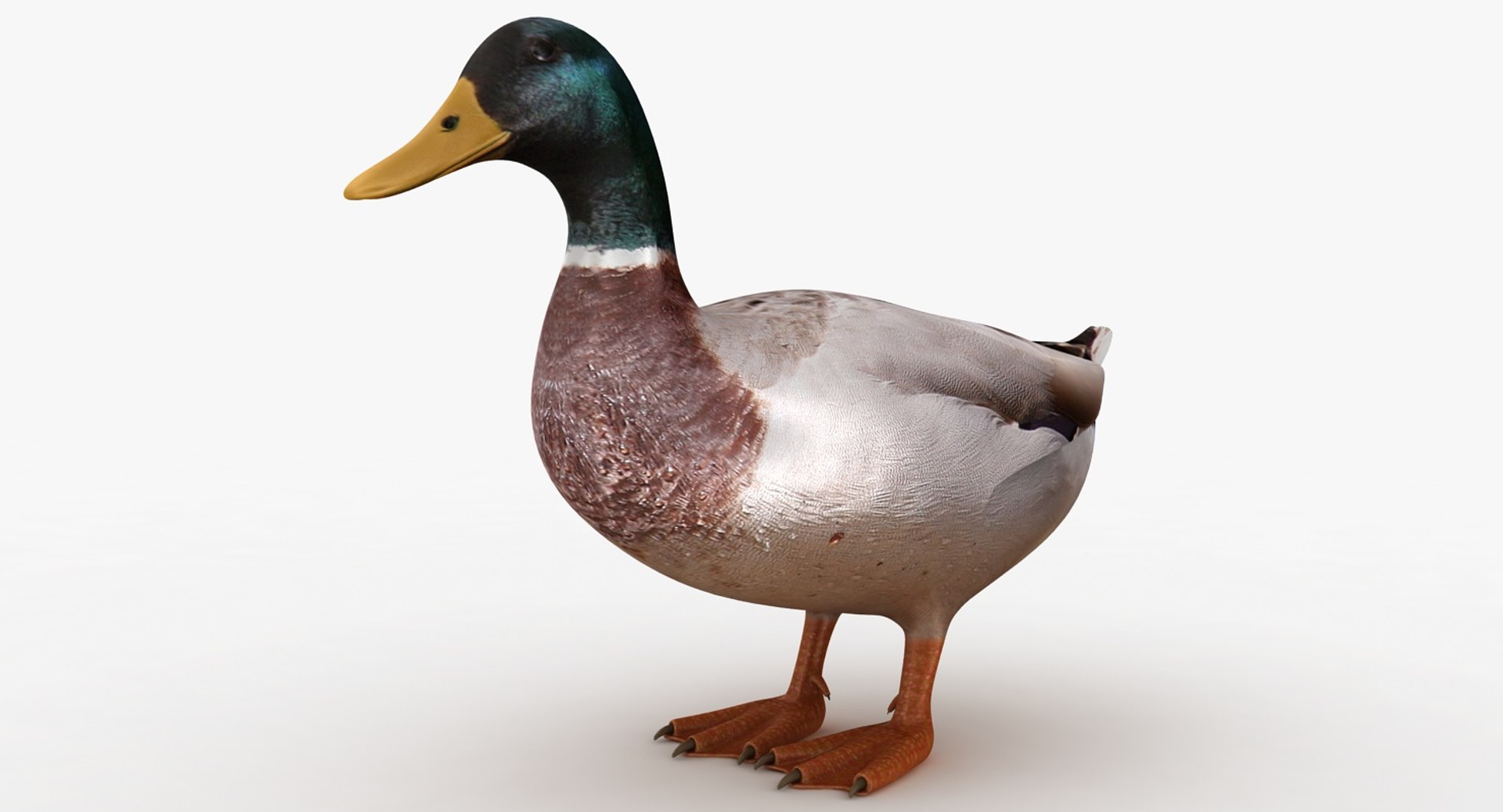 Realistic Duck 3D Model - TurboSquid 1151002