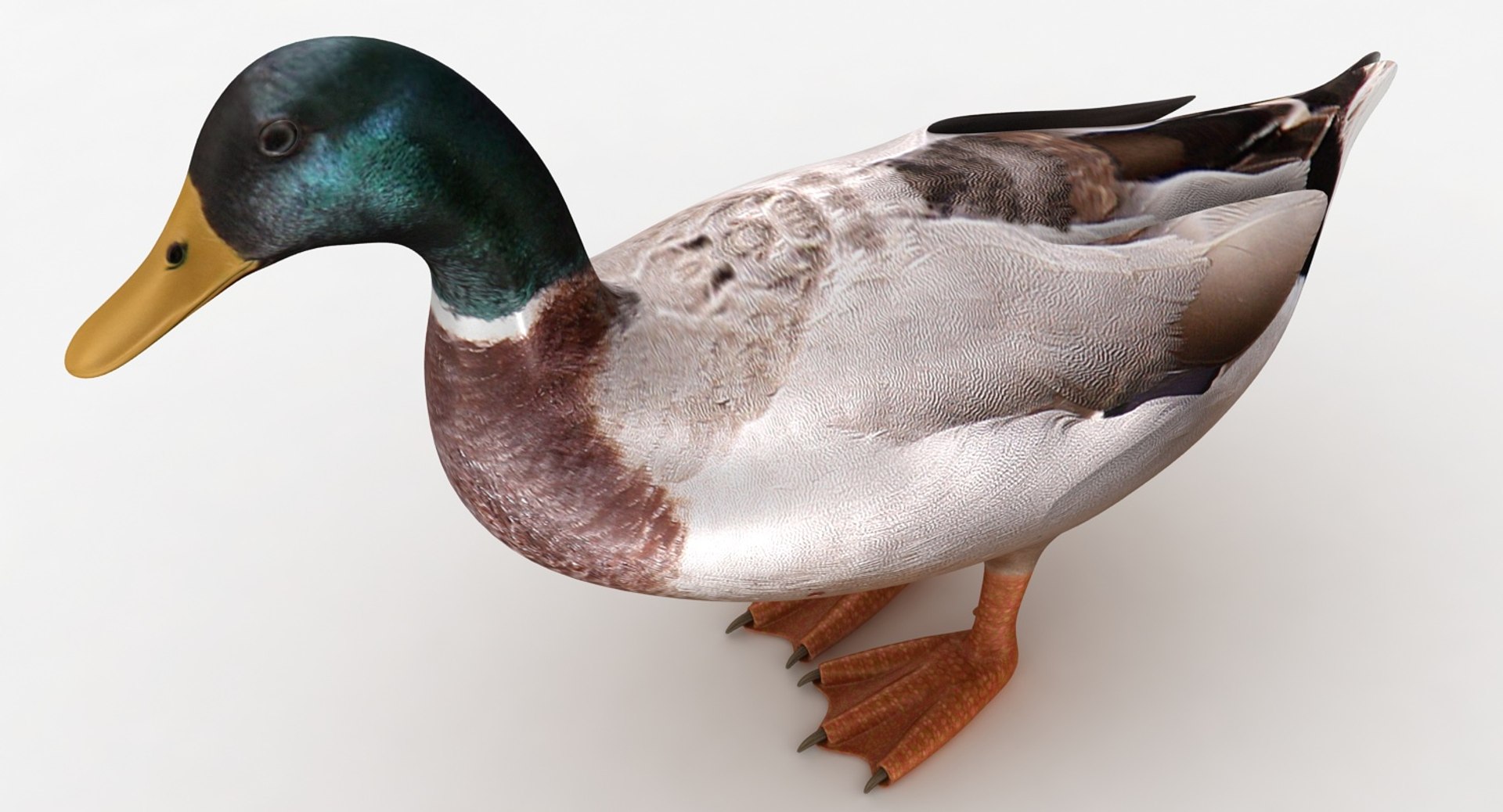 Realistic Duck 3D Model - TurboSquid 1151002