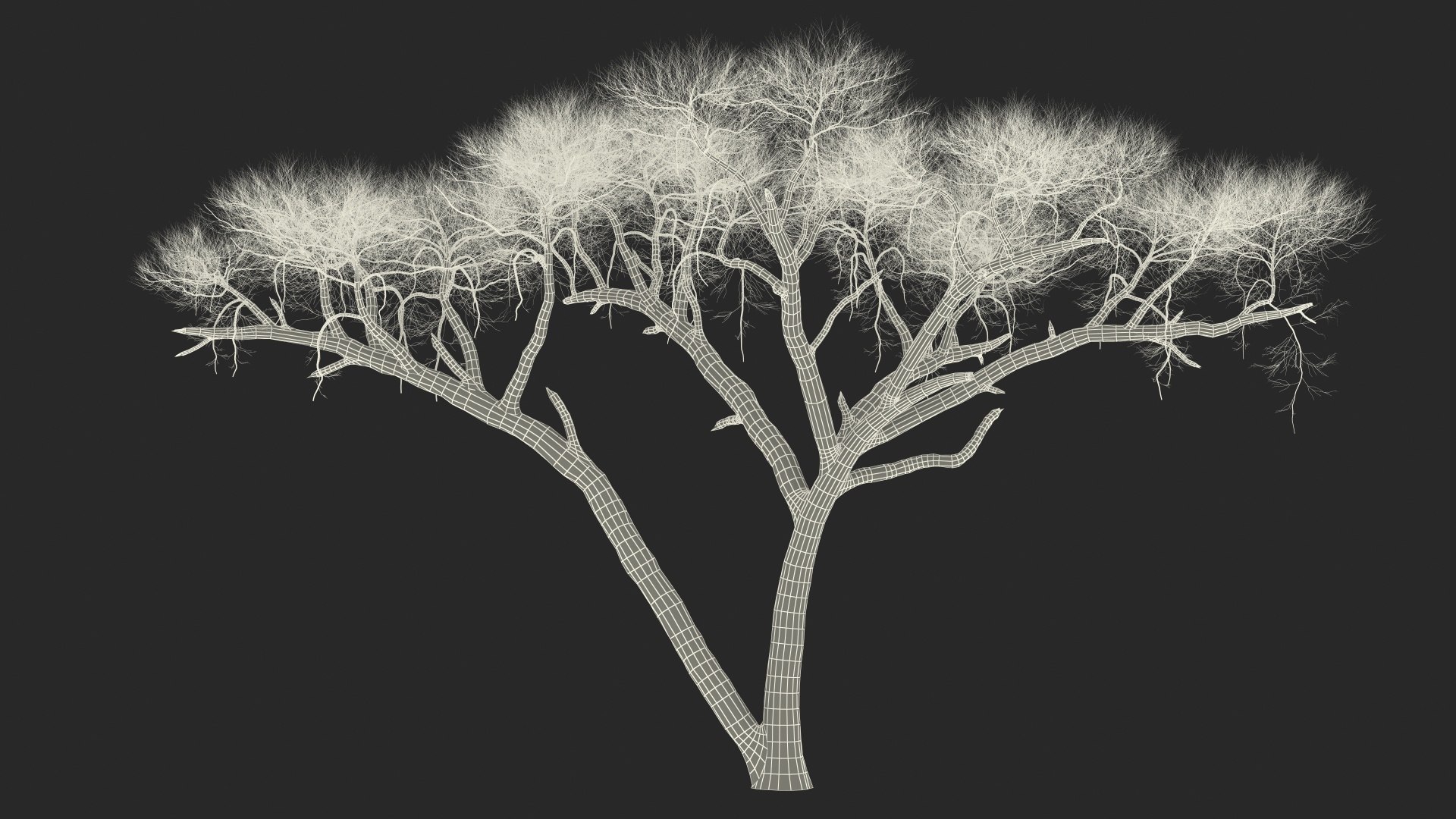 3D Winter Acacia Tree Model - TurboSquid 1461789