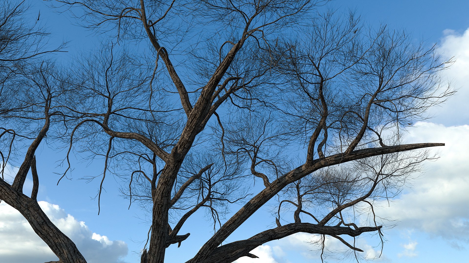 3D Winter Acacia Tree Model - TurboSquid 1461789