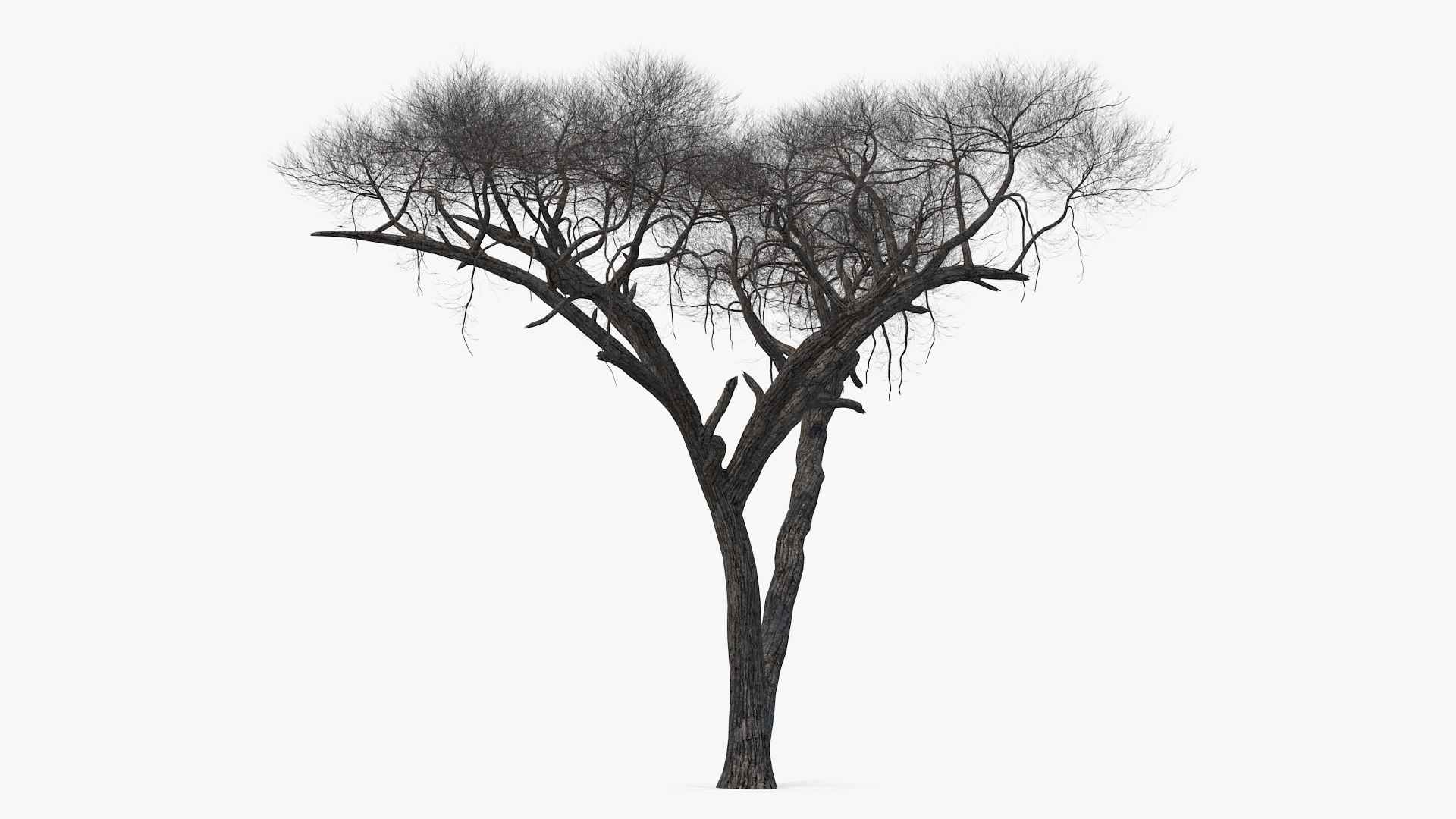 3D Winter Acacia Tree Model - TurboSquid 1461789