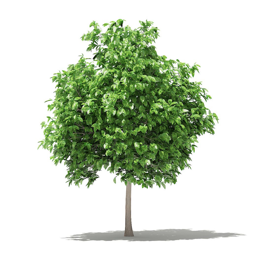 3D Pomelo Tree Model - TurboSquid 1306360