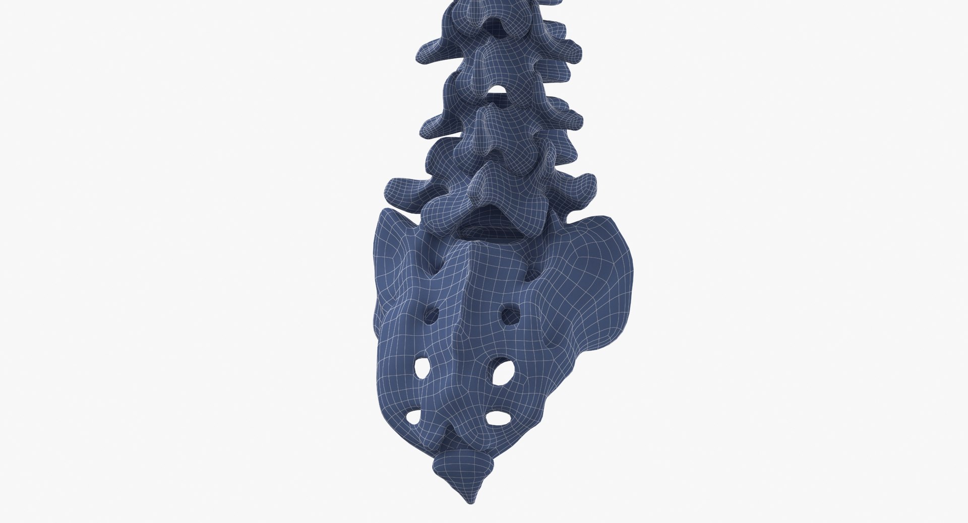 Real human spine bones model - TurboSquid 1639900