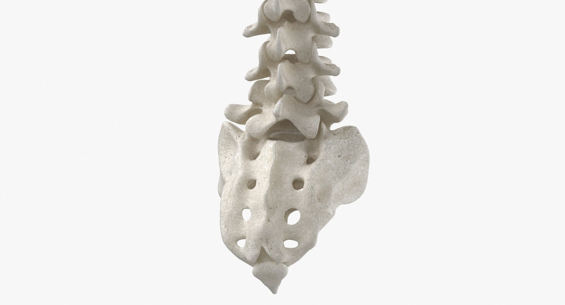 Real human spine bones model - TurboSquid 1639900
