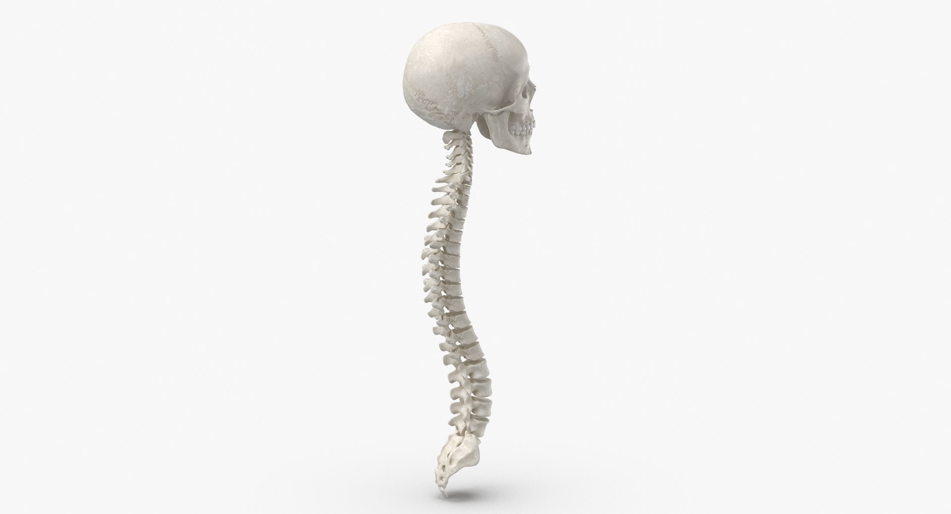 Real human spine bones model - TurboSquid 1639900