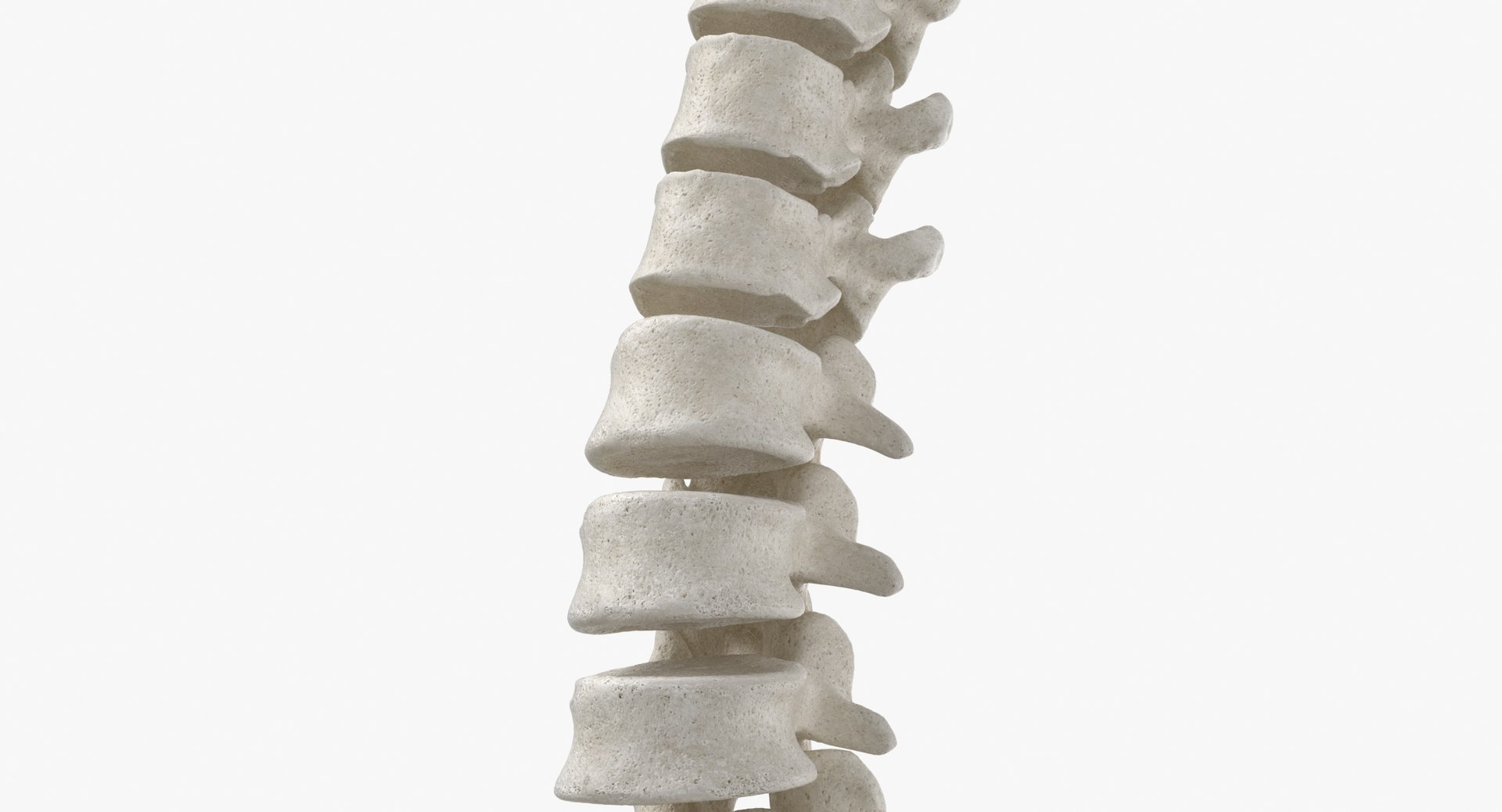 Real human spine bones model - TurboSquid 1639900