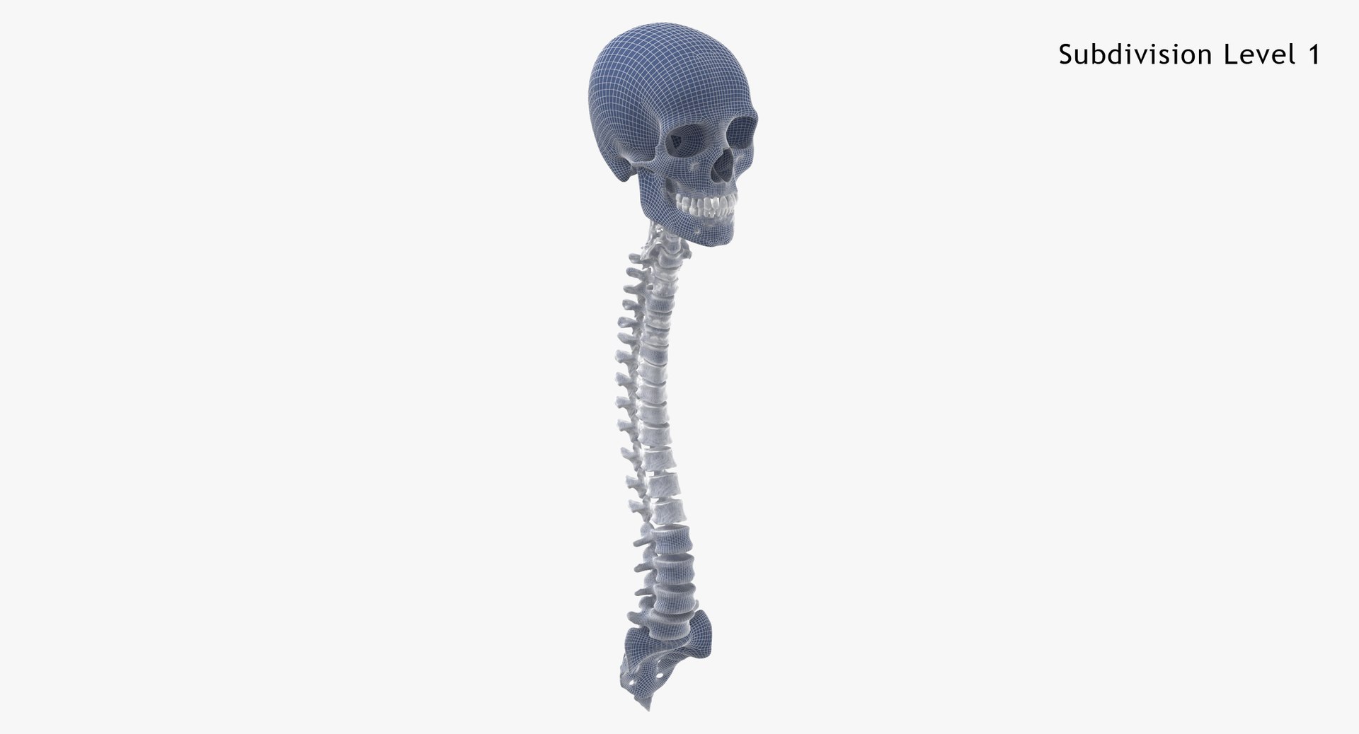 Real human spine bones model - TurboSquid 1639900