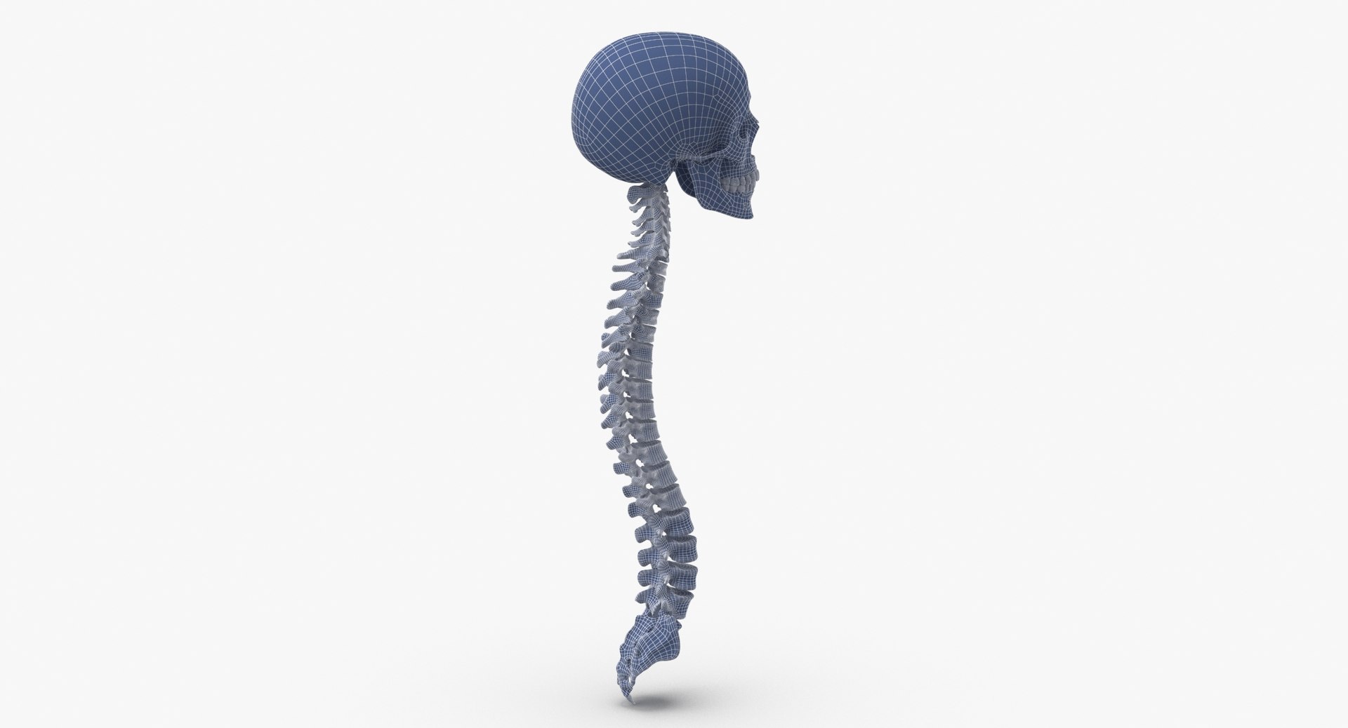 Real human spine bones model - TurboSquid 1639900